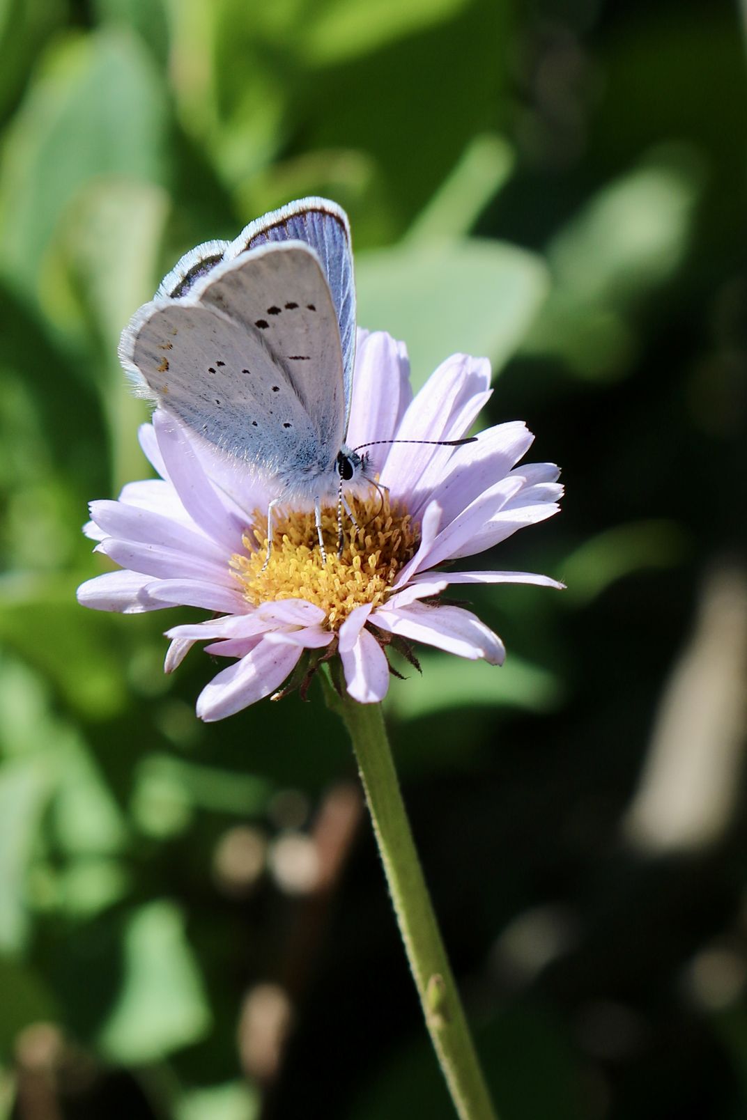 Puget Blue Butterfly in Mt. Rainier National Park | Smithsonian Photo ...