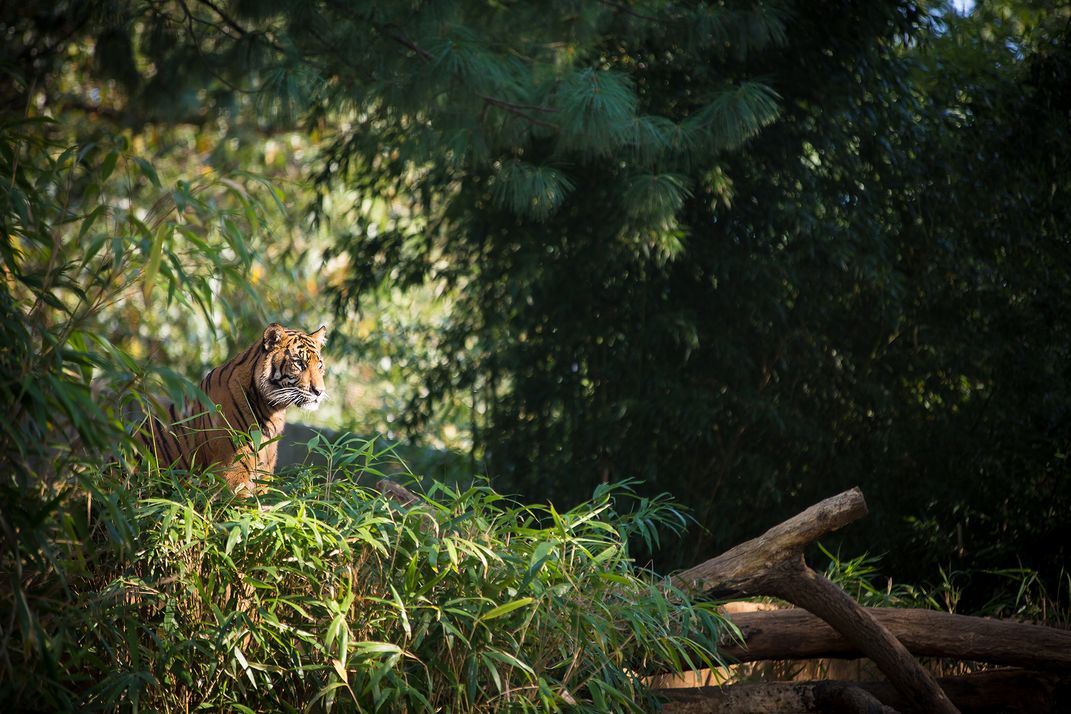 Tiger View | Smithsonian Photo Contest | Smithsonian Magazine