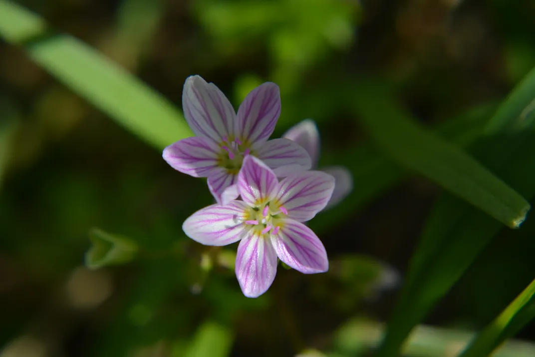 Spring Wild Flower in the Woods | Smithsonian Photo Contest ...
