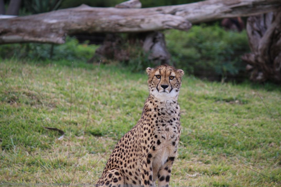 The elegant look of cheetah | Smithsonian Photo Contest | Smithsonian ...
