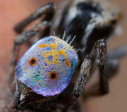 Stunning Images Capture Peacock Spiders’ Flashy Colors