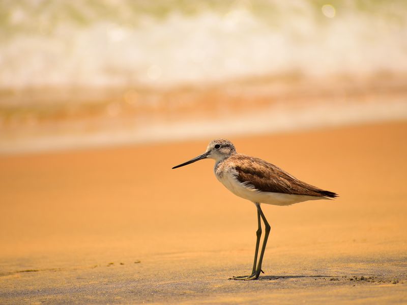 Sharp Shore Bird | Smithsonian Photo Contest | Smithsonian Magazine