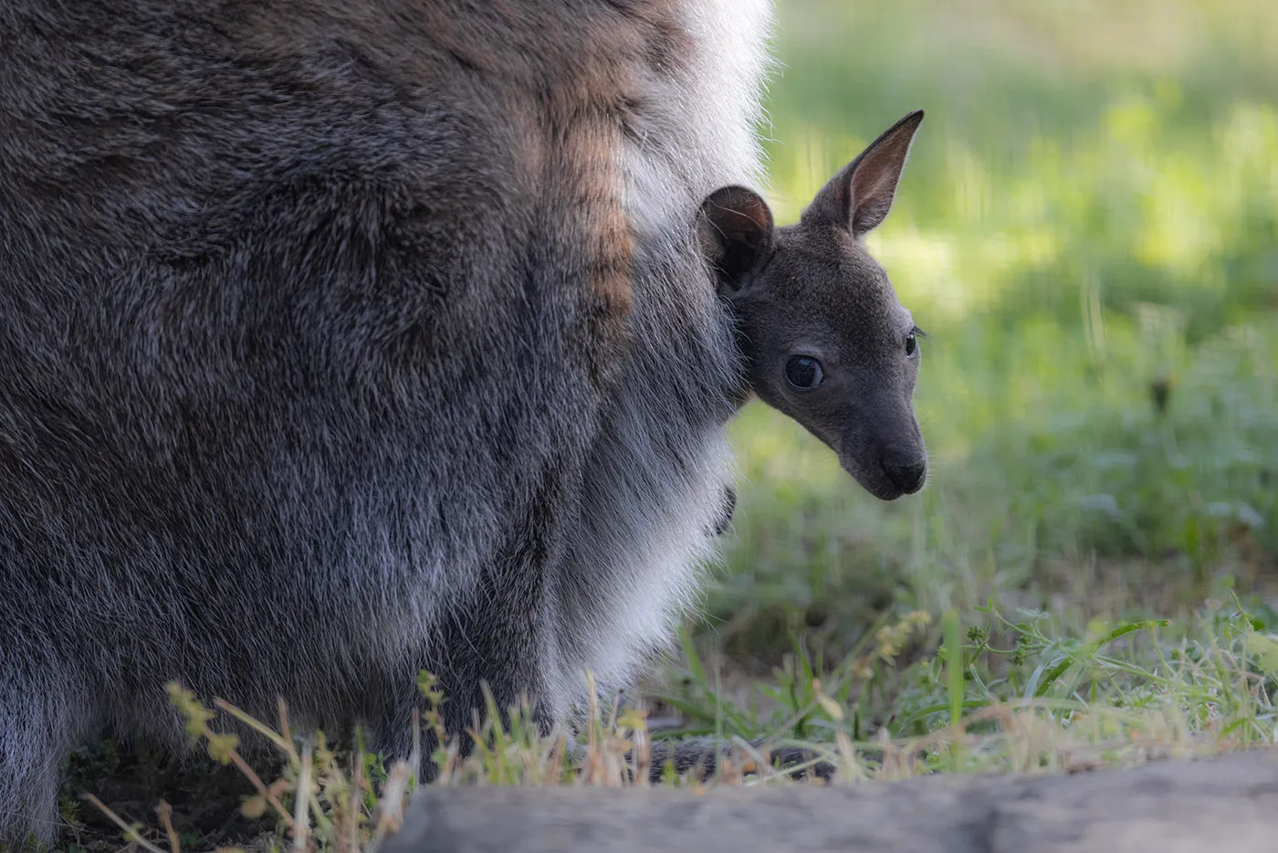 Meet the Cute, Rare, and Remarkable Babies Born at the Smithsonian’s ...