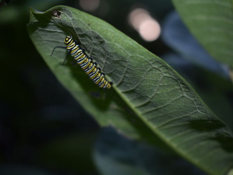 The Fourth Generation Monarch larvae prepping for migration ...