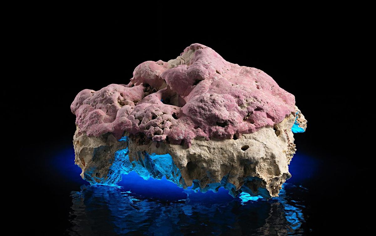 In Its Layers, This Stunning Pink Coralline Algae Holds Secrets of ...