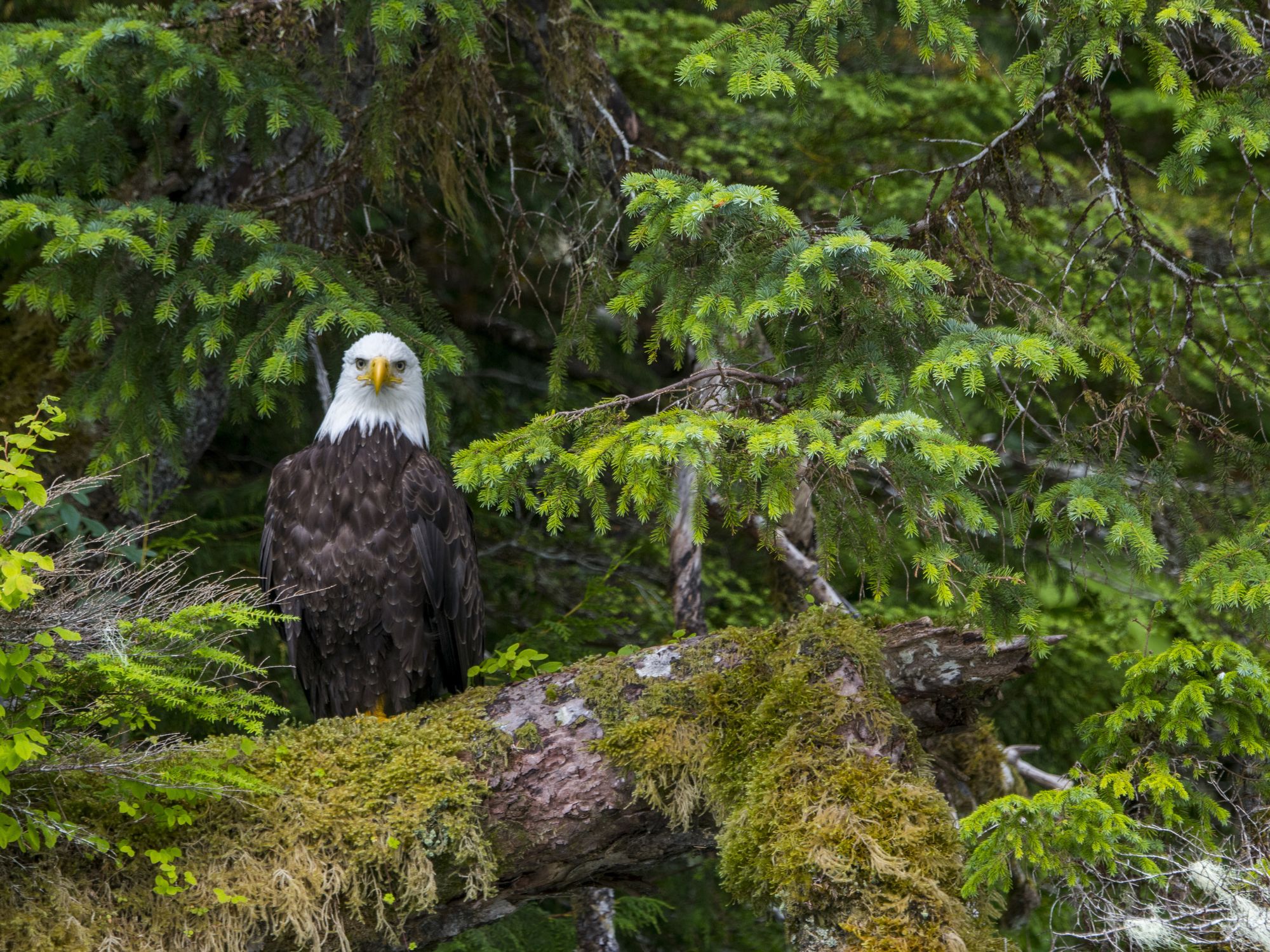 U.S. Restores Protections for Alaska’s Tongass National Forest