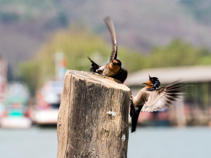 birds visit a perch | Smithsonian Photo Contest | Smithsonian Magazine