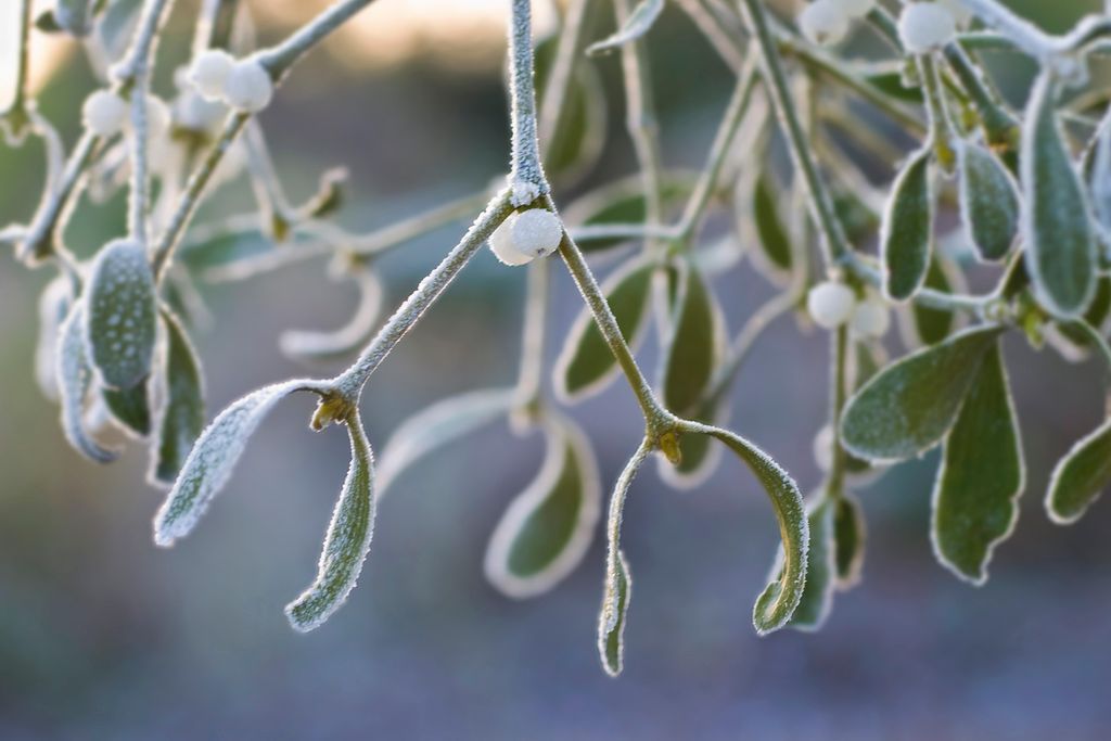 Medical Mistletoe: Can the Holiday Plant Really Fight Cancer?