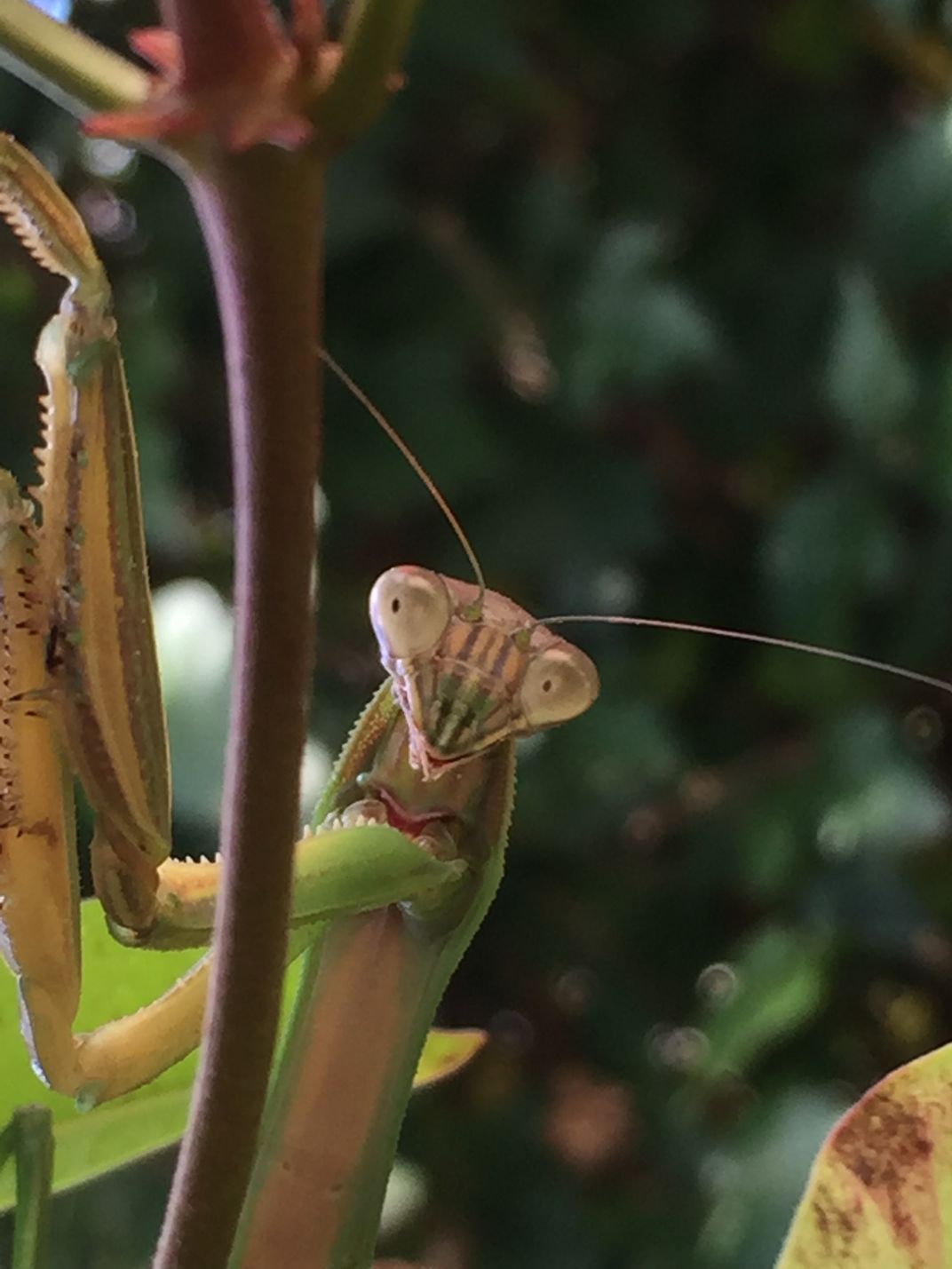 Mantis visit on the back deck | Smithsonian Photo Contest | Smithsonian ...