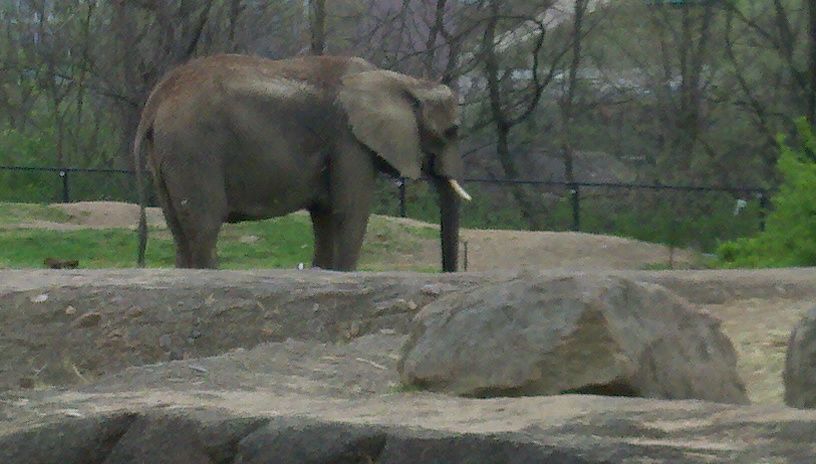 Picture of an elephant from our visit to the PPG Zoo and Aquarium ...