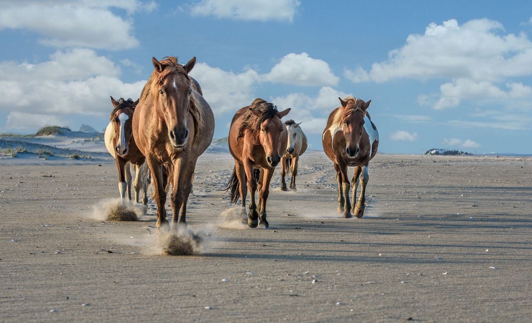 Ponies march on the sand | Smithsonian Photo Contest | Smithsonian Magazine