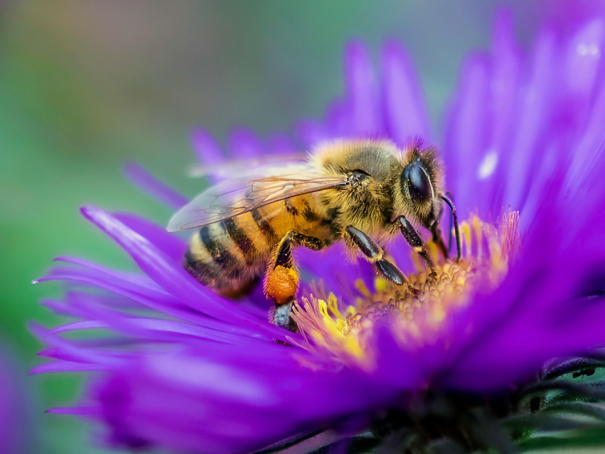 Scientists Create a Buzz With the First Ever Global Map of Bee Species
