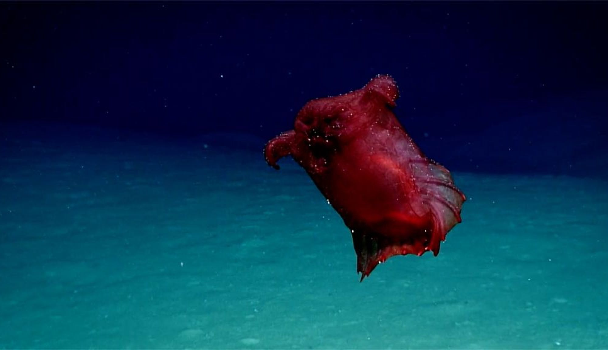 A Rare Sighting of the ‘Headless Chicken Monster’ of the Sea