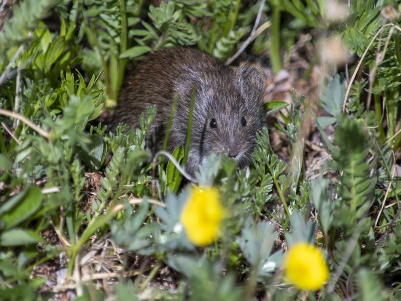 Meadow Vole | Smithsonian Photo Contest | Smithsonian Magazine