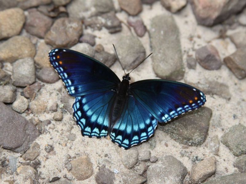 Limenitis arthemis astyanax (Red-Spotted Purple butterfly)at Petit Jean ...