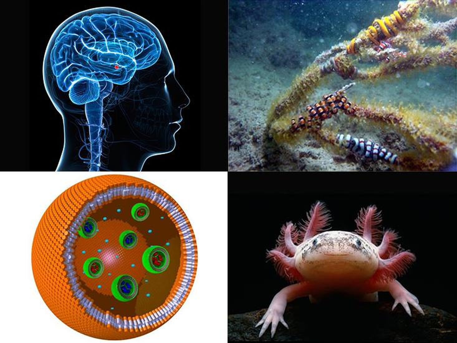 Ten Cool Science Stories You May Have Missed in 2014
