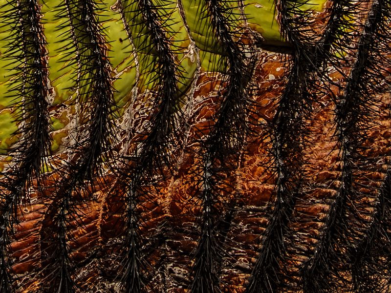 Baja Textures | Smithsonian Photo Contest | Smithsonian Magazine