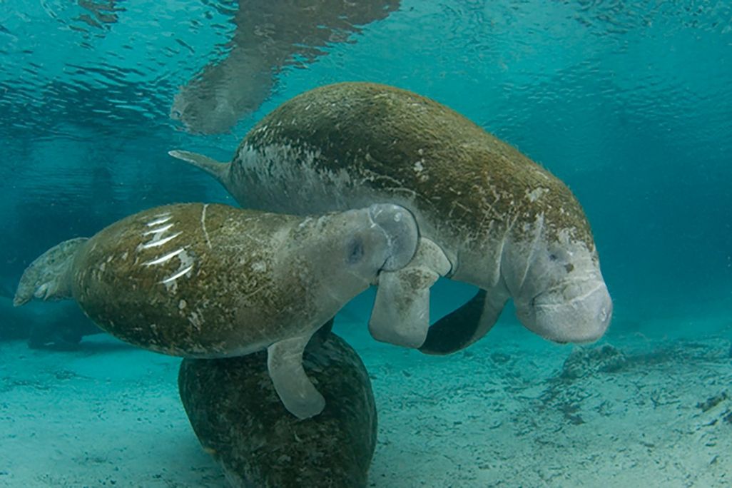 calming manatee