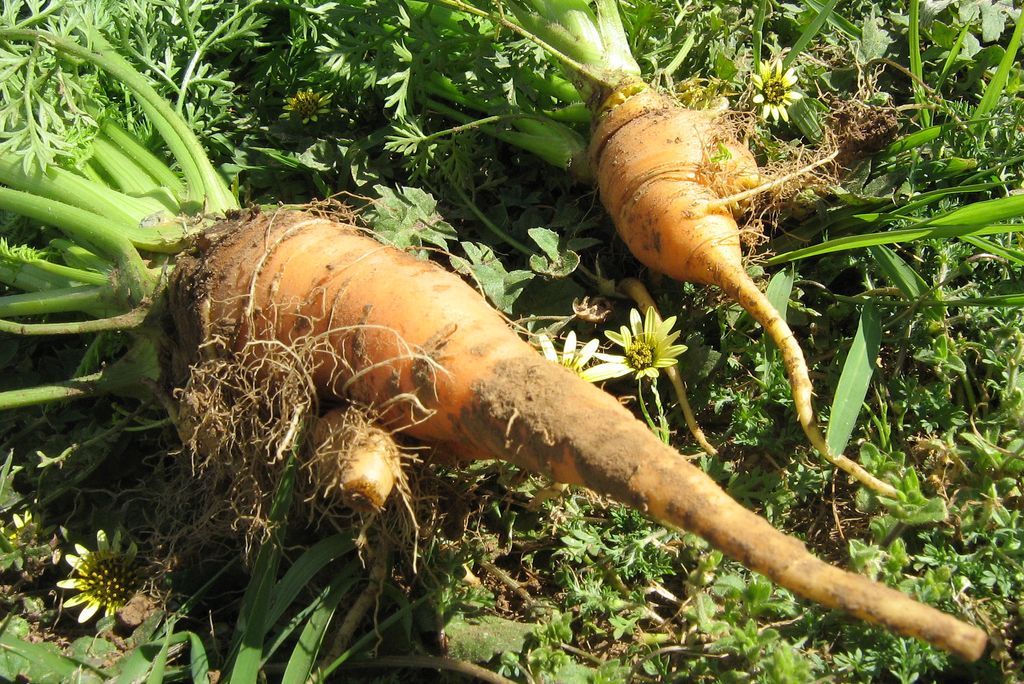 ugly looking vegetables