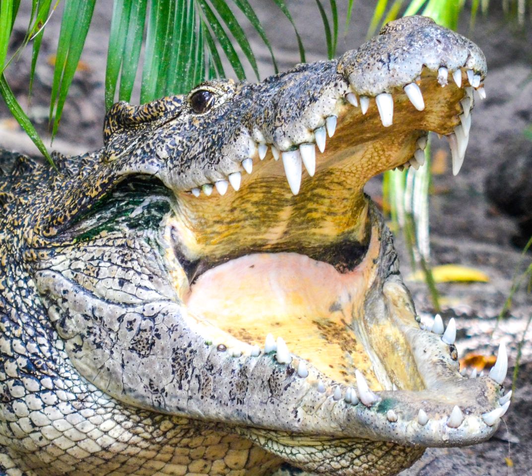 All Smiles Smithsonian Photo Contest Smithsonian Magazine