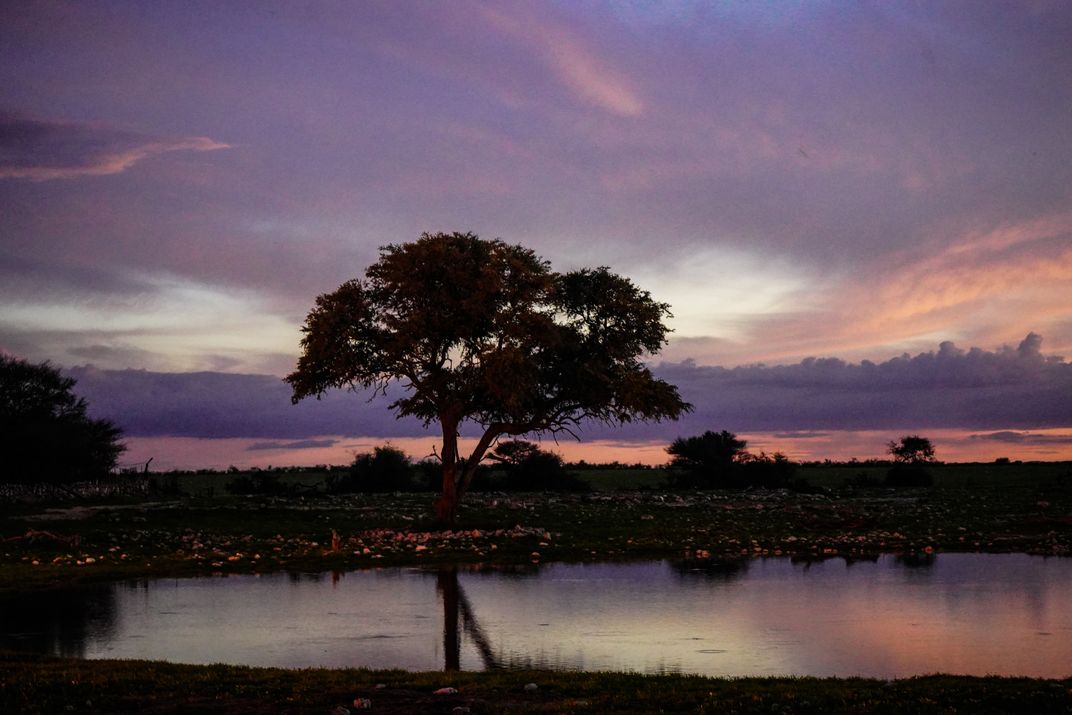 A roaring Lion shivers tree | Smithsonian Photo Contest | Smithsonian ...