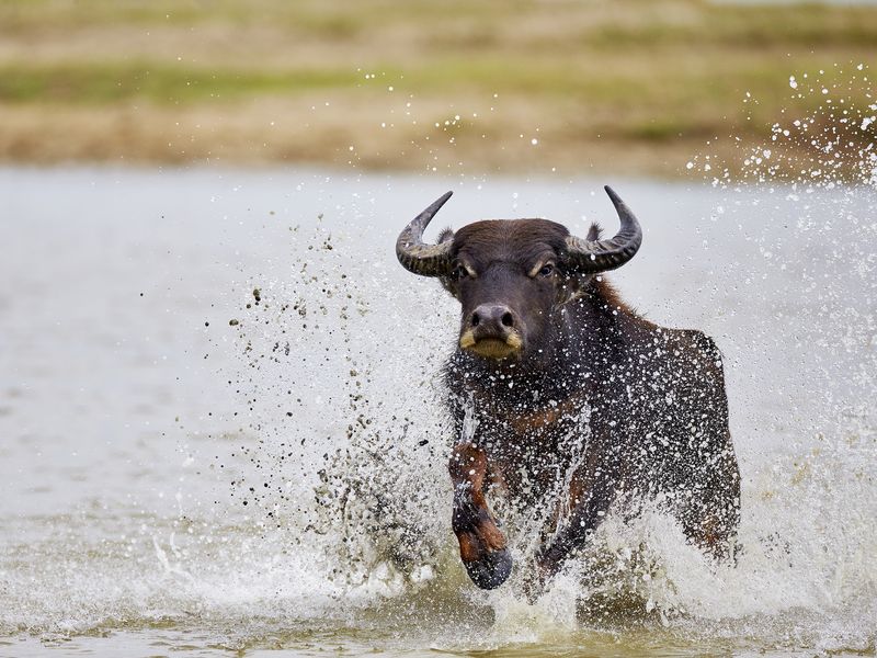 Bull Power | Smithsonian Photo Contest | Smithsonian Magazine