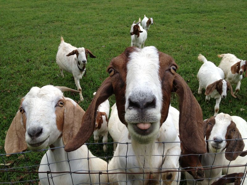 Backyard Goats, Winston-Salem, NC | Smithsonian Photo Contest ...
