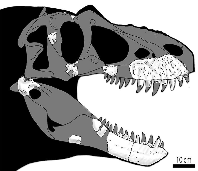 Newly Discovered Tyrannosaur Was Key to the Rise of Giant Meat-Eaters