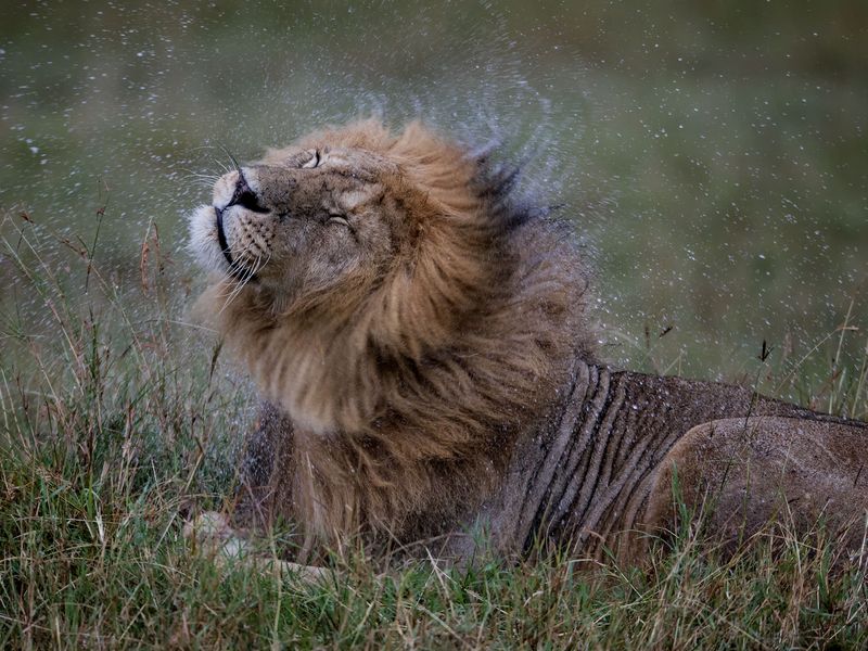 A male lion gently shaking the water off his mane on a rainy day in the ...