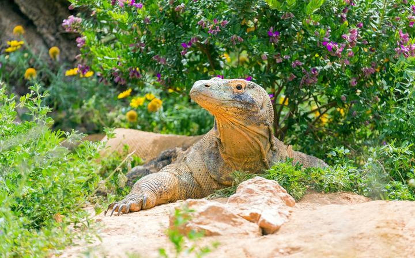 Captive Komodo Dragons Share Their Teeming Microbiome with Their ...