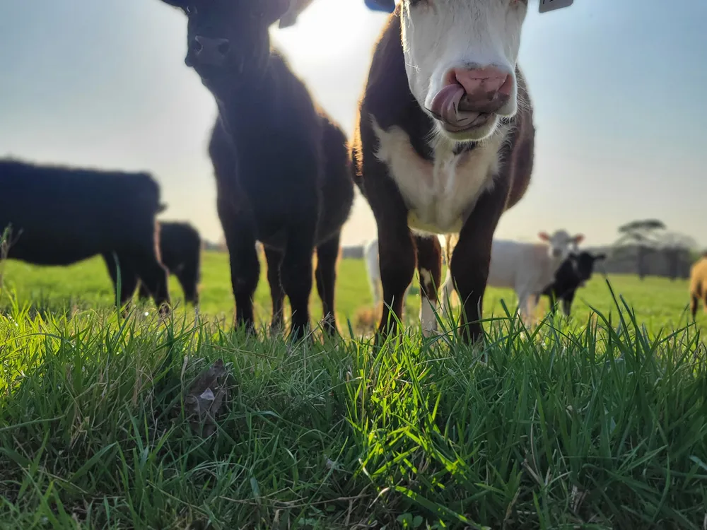 Curious Cows in Alabama | Smithsonian Photo Contest | Smithsonian Magazine