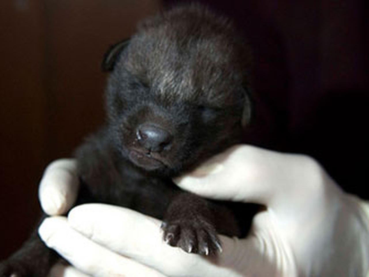 Newborn Black Wolf Pup Check Out This Pawesome Litter Of Endangered