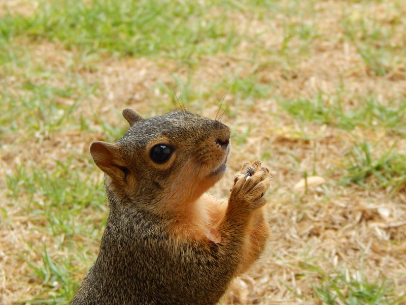 A Squirrel Prayer | Smithsonian Photo Contest | Smithsonian Magazine