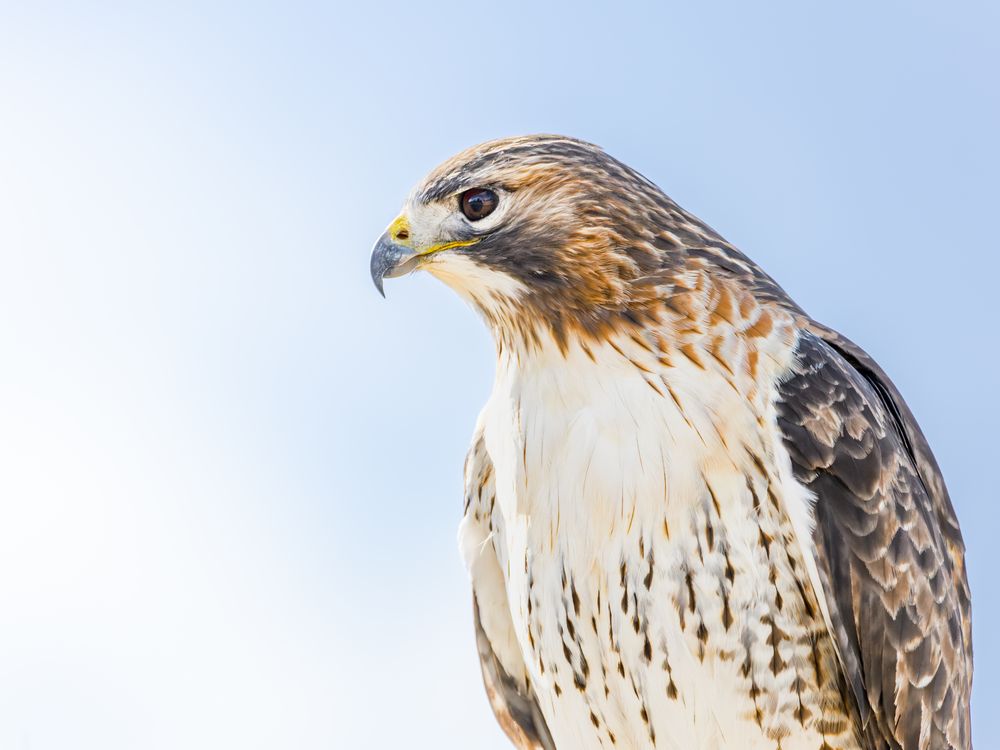 Red Tailed Hawk Perched | Smithsonian Photo Contest | Smithsonian Magazine