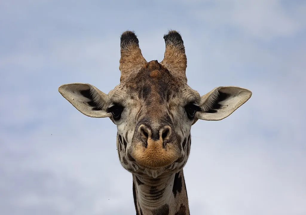 giraffe without spots coloring page