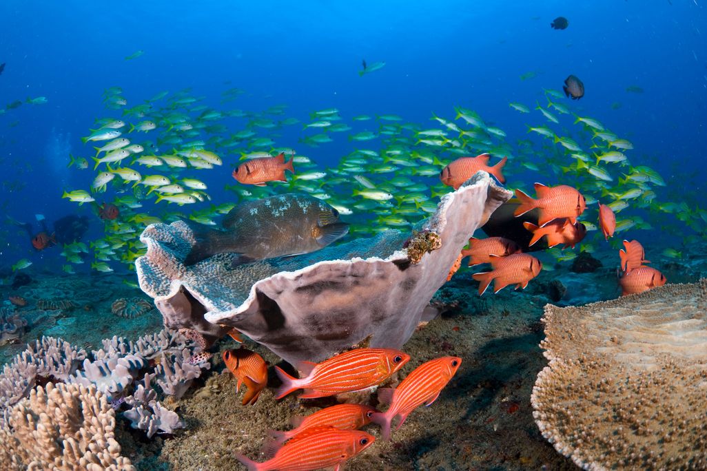 soundscape of the sea