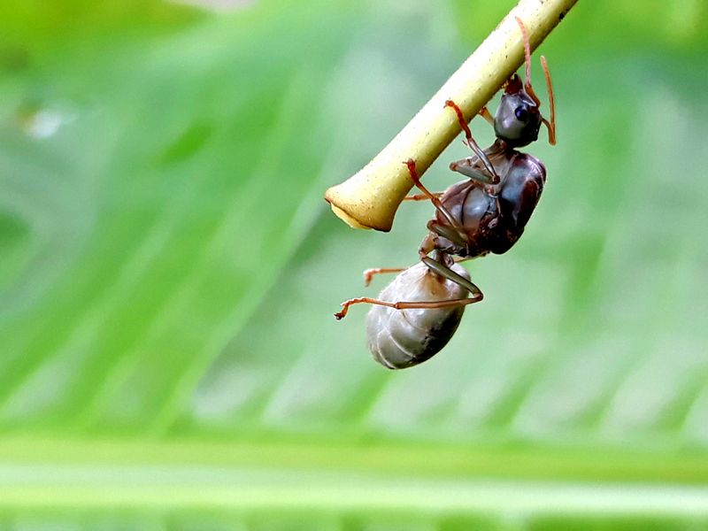 Queen Weaver Ant | Smithsonian Photo Contest | Smithsonian Magazine