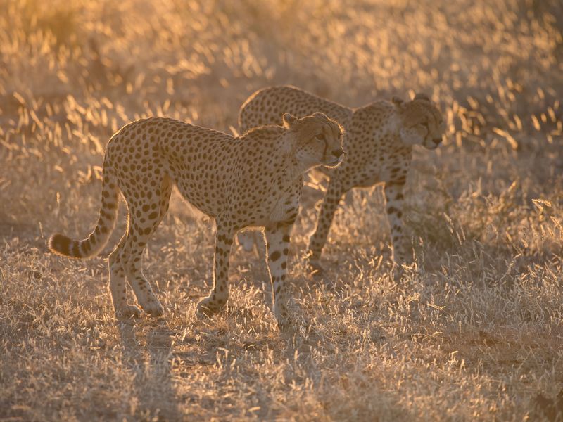 Cheetahs at sunset | Smithsonian Photo Contest | Smithsonian Magazine