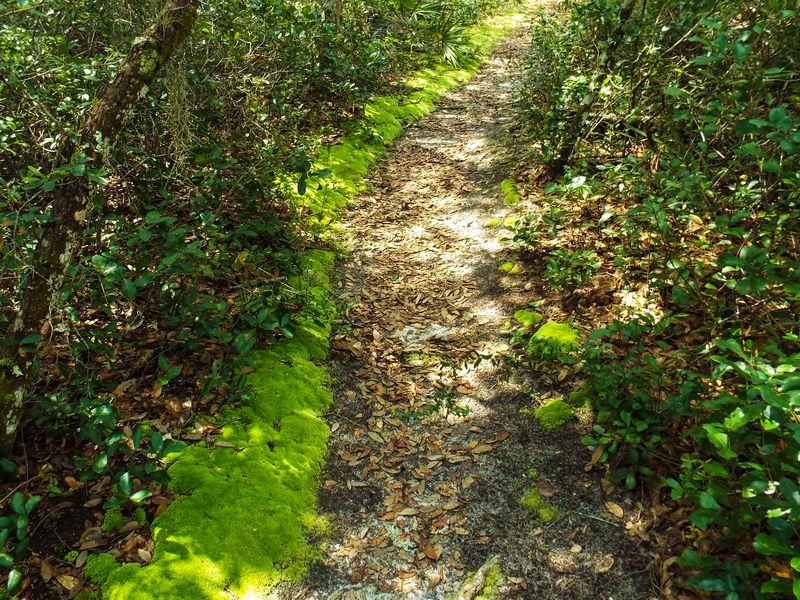 Mossy Path | Smithsonian Photo Contest | Smithsonian Magazine