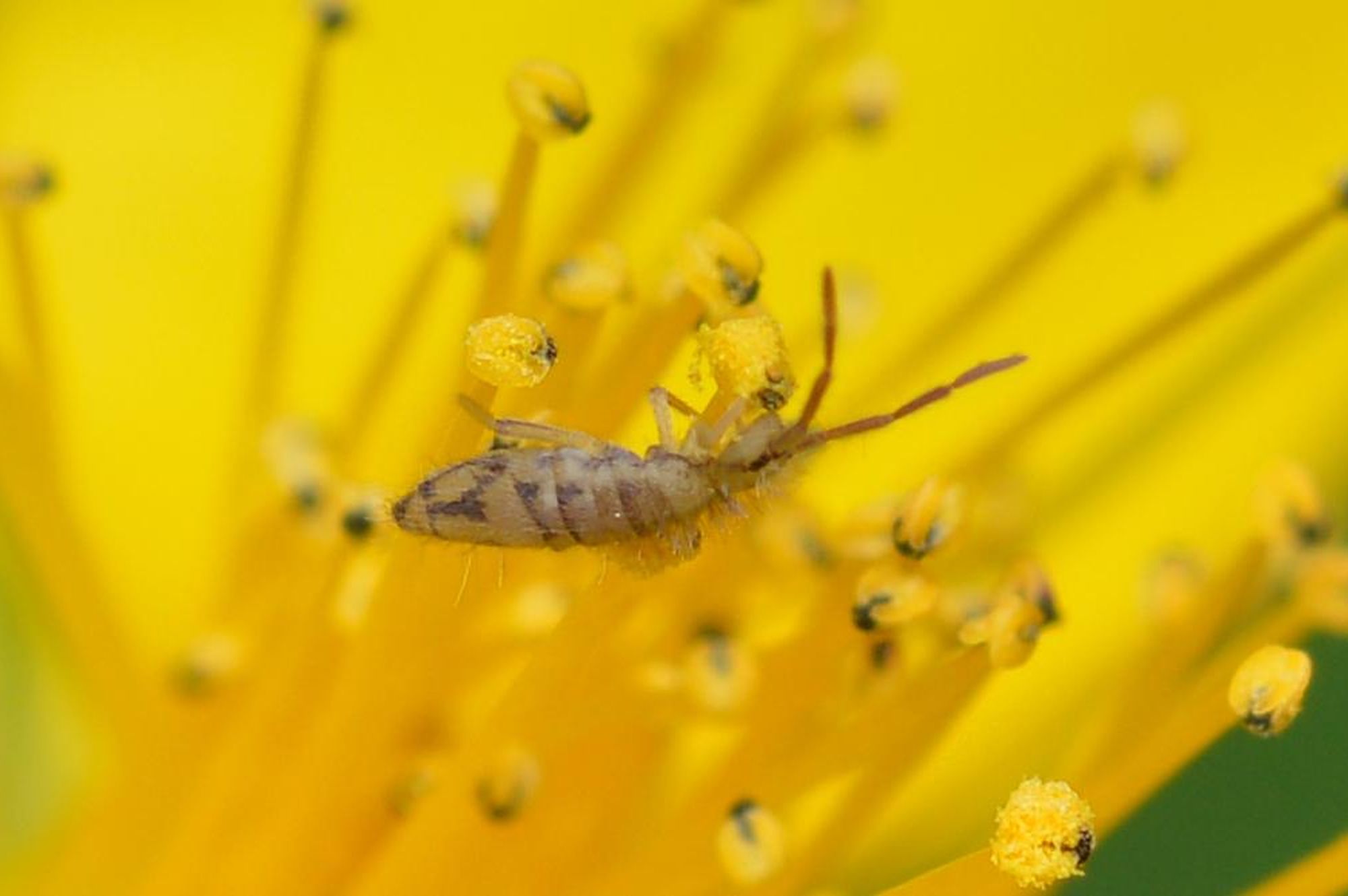 How Rain Evolved Its Distinct Scent—and Why Animals and Humans Love It