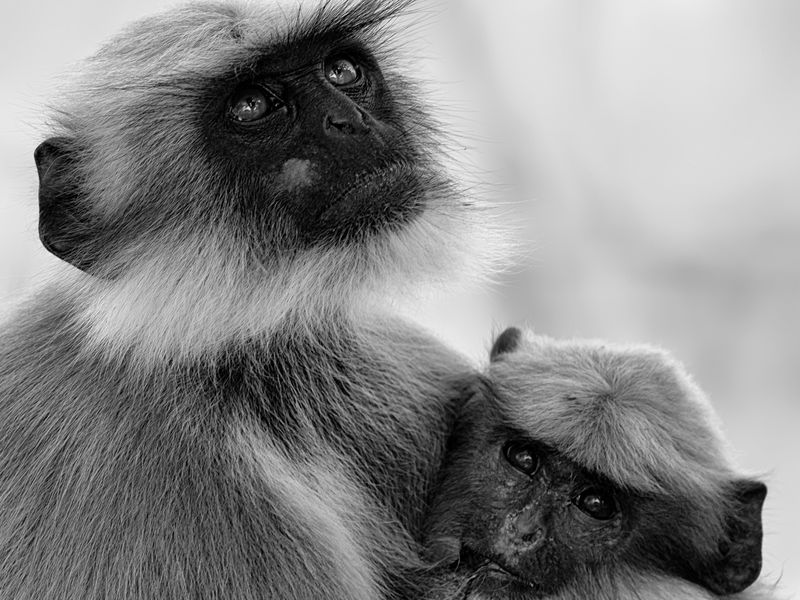 Langur | Smithsonian Photo Contest | Smithsonian Magazine