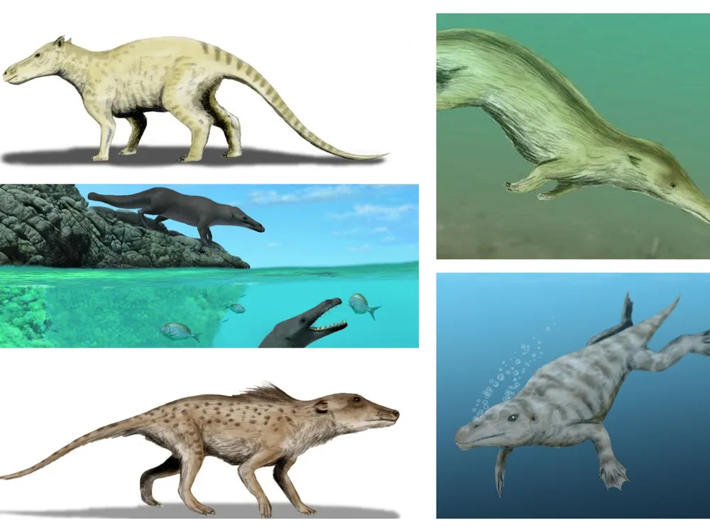 whale evolution peter