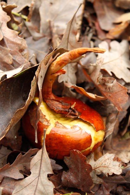 Buckeye chestnut sprouting among leaves. | Smithsonian Photo Contest ...