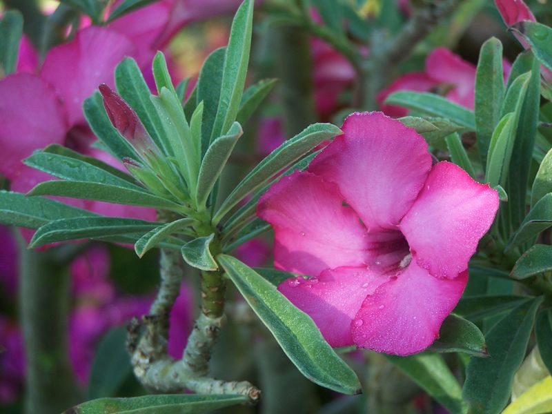 pink desert rose beauty | Smithsonian Photo Contest | Smithsonian Magazine
