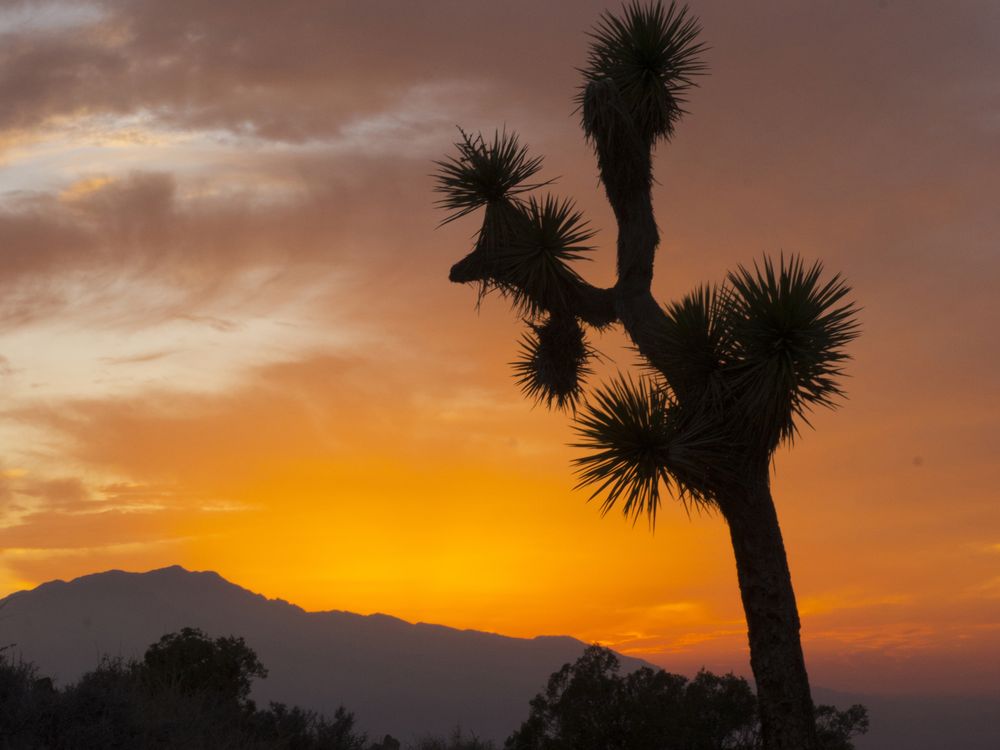 Sunset at Keys View - Joshua Tree National Park | Smithsonian Photo ...