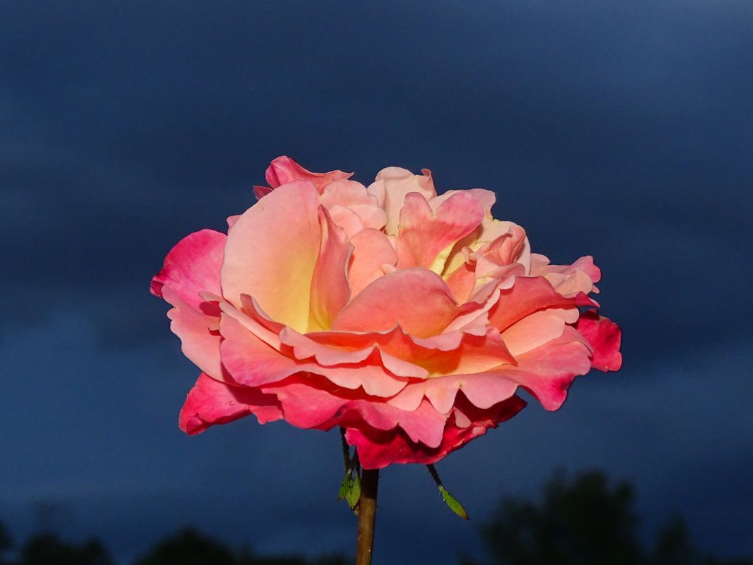 Peachy Rose on a Stormy Night | Smithsonian Photo Contest | Smithsonian ...