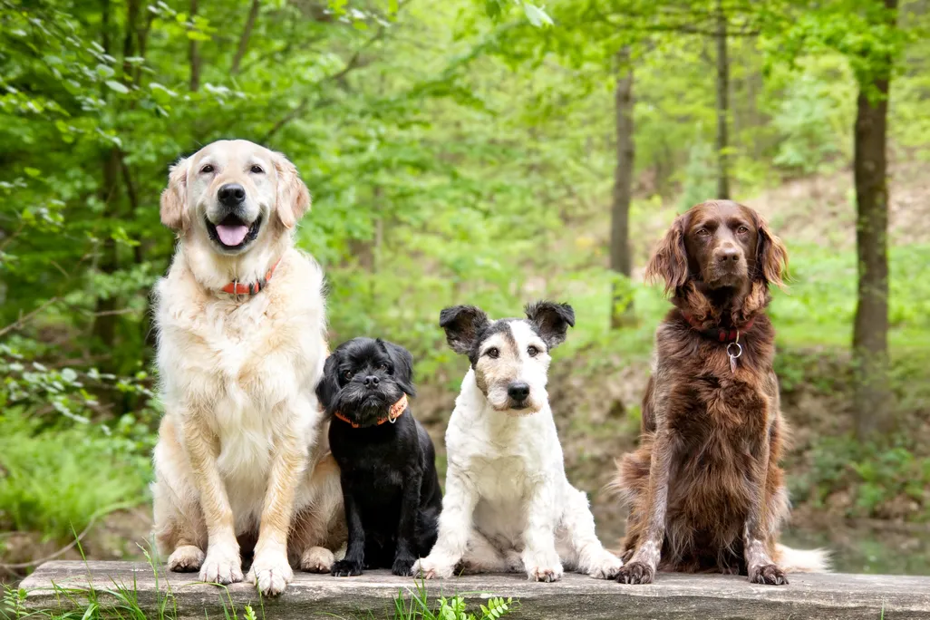 Dogs Have Been Surprisingly Diverse for More Than 10,000 Years, New ...