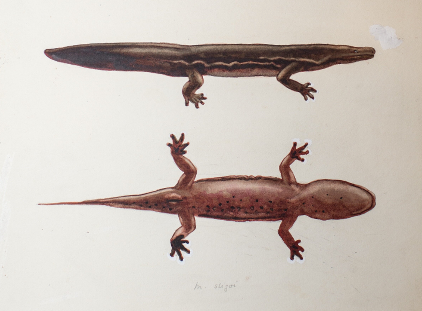 New Giant Salamander Species Is the World's Largest Amphibian