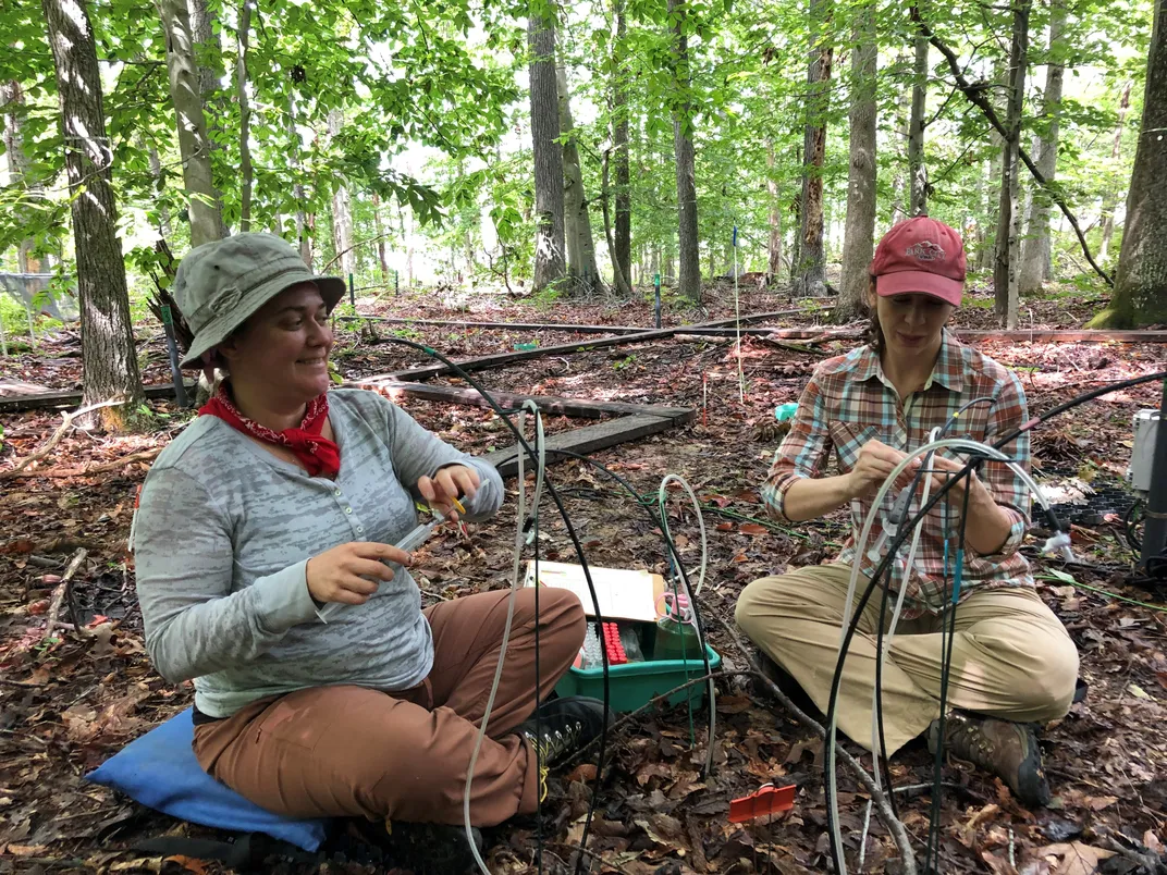 Scientists Flooded a Forest to Catch a Ghost Forest in the Making. Here ...