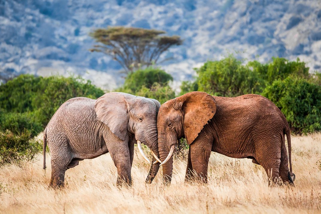 The colors of wildlife | Smithsonian Photo Contest | Smithsonian Magazine